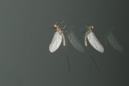 Beatis Hatch - The View From Harry's Window - A Fly Fishing Blog