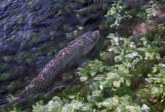 Locating Trout - The View From Harrys Window - A Fly Fishing Blog